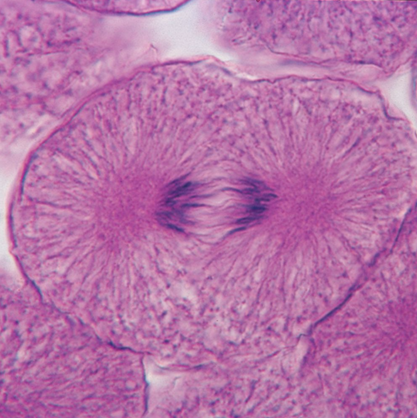 Beginner's Biology Microscope Slide Set