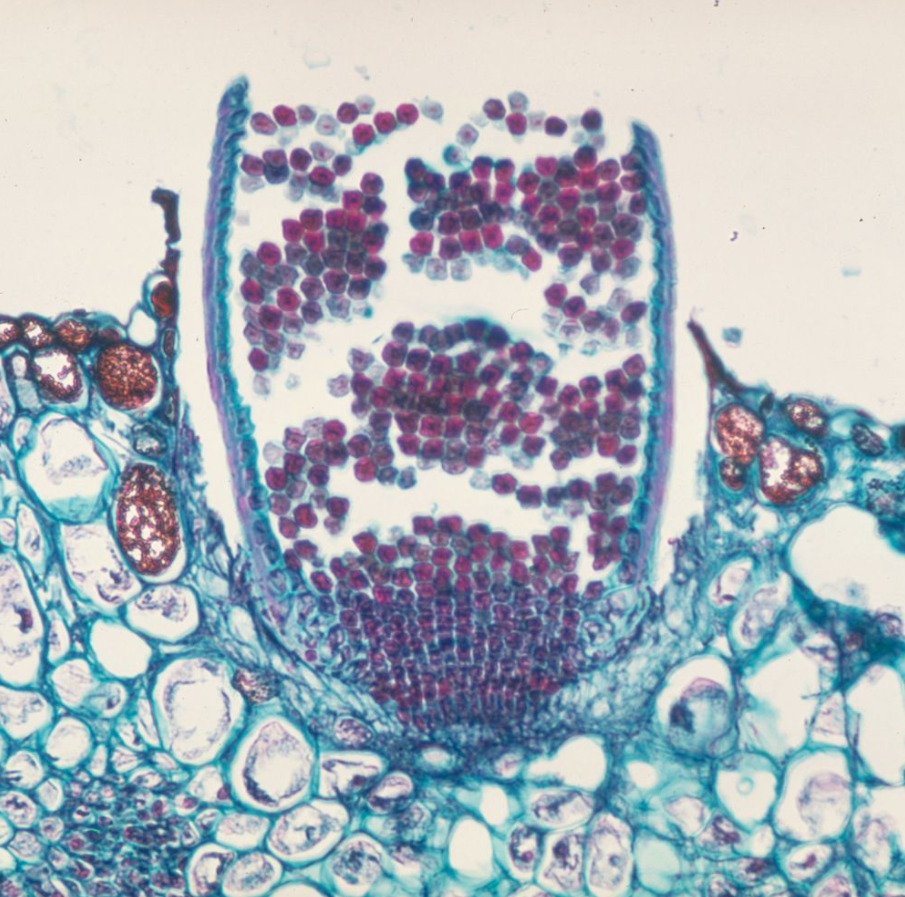 Beginner's Fungi Microscope Slide Set