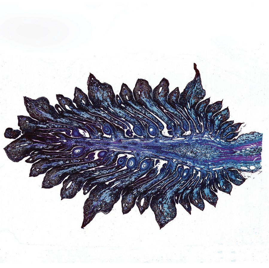 Pine Life Cycle Microscope Slide Set