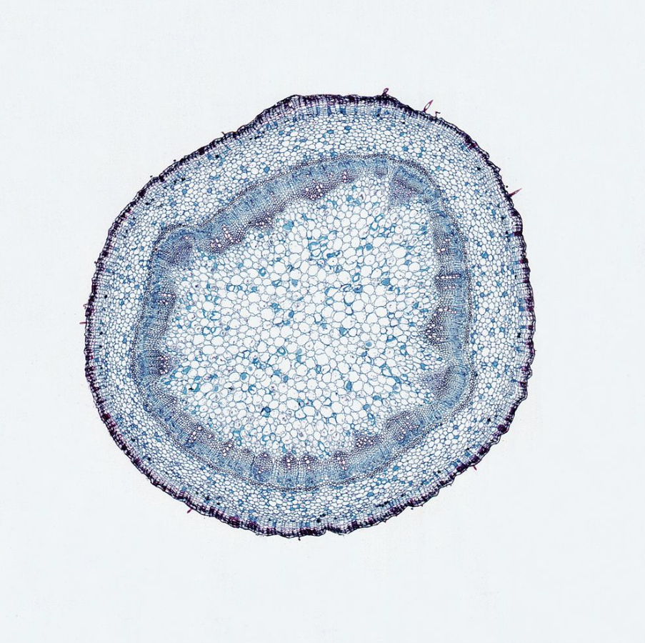 Stem Microscope Slide Set