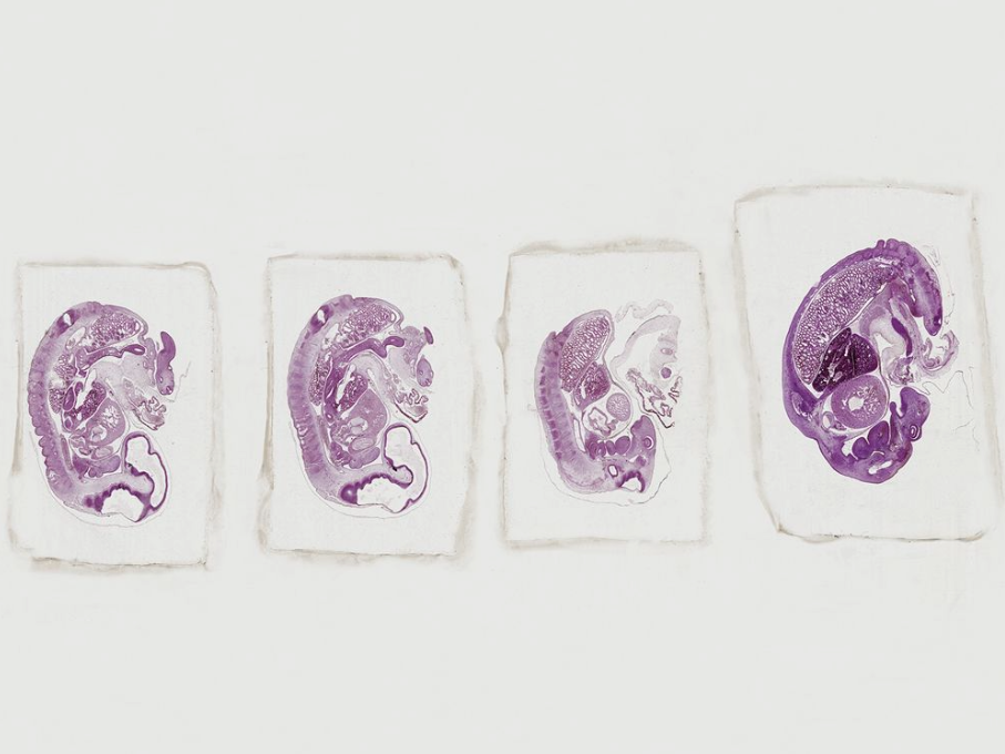 General Embryology Microscope Slide Set