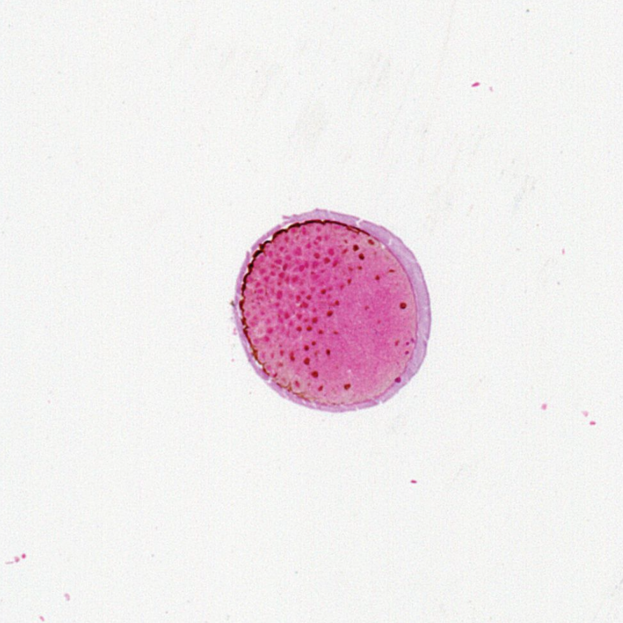 From Egg to Tadpole Microscope Slide Set
