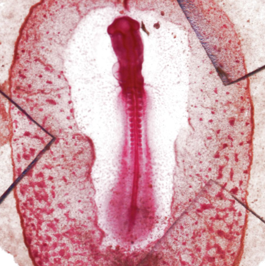 Chick Embryology Microscope Slide Set