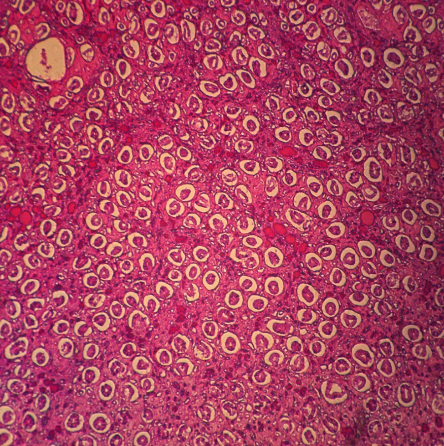 Beginner's Human Tissue Microscope Slide Set