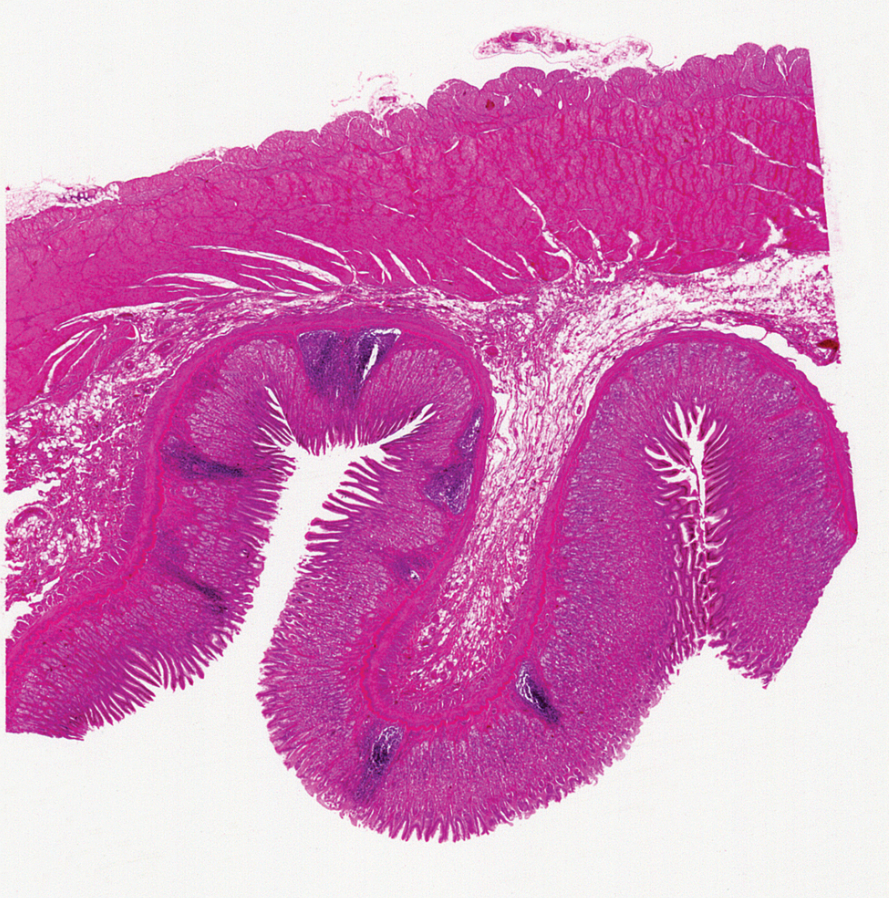 Introductory Histology Microscope Slide Set