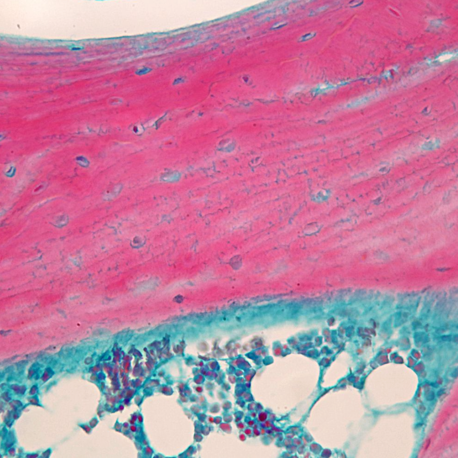 Human Connective Tissues Microscope Slide Set