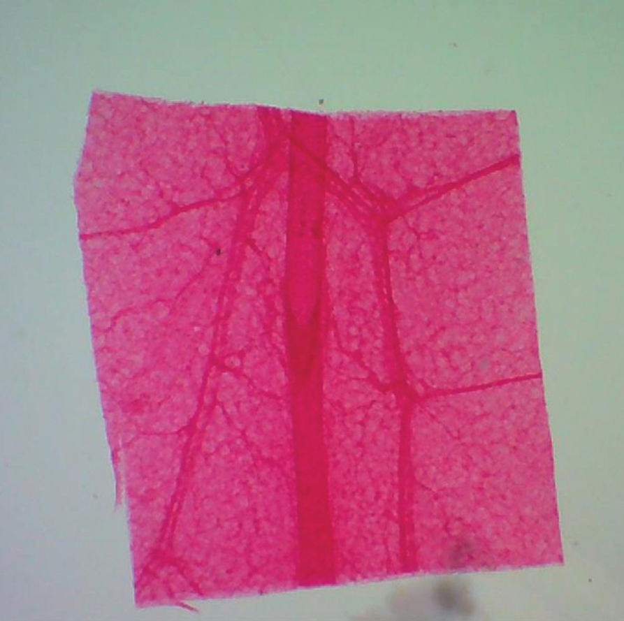 Blood and Lymph Vessels Microscope Slide Set