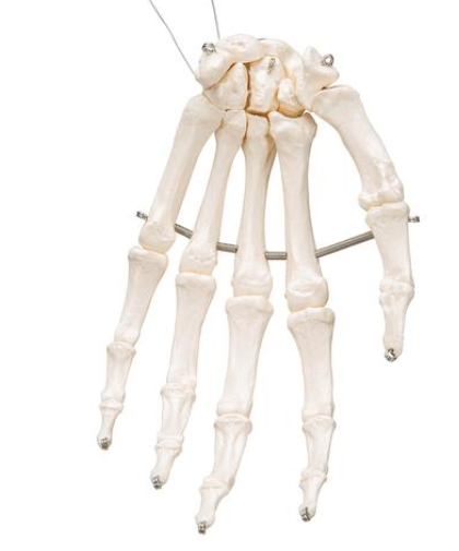 3B Scientific Human Hand Skeleton Model, Wire Mounted - Southern Biological