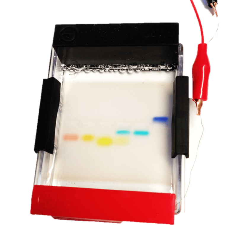 Dye Electrophoresis Lab: Molecular Rainbow - Southern Biological