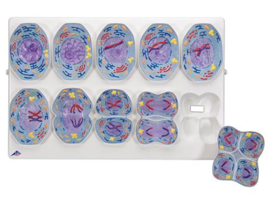 1018627 - 3B Pregnancy Series