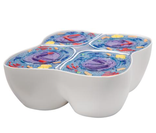 1018627 - 3B Pregnancy Series