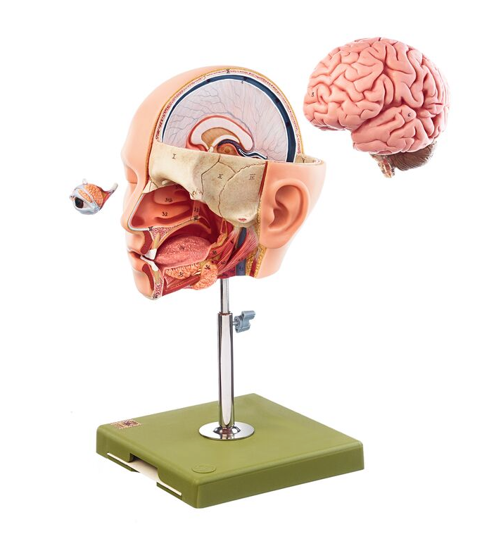 Somso Model of the Head