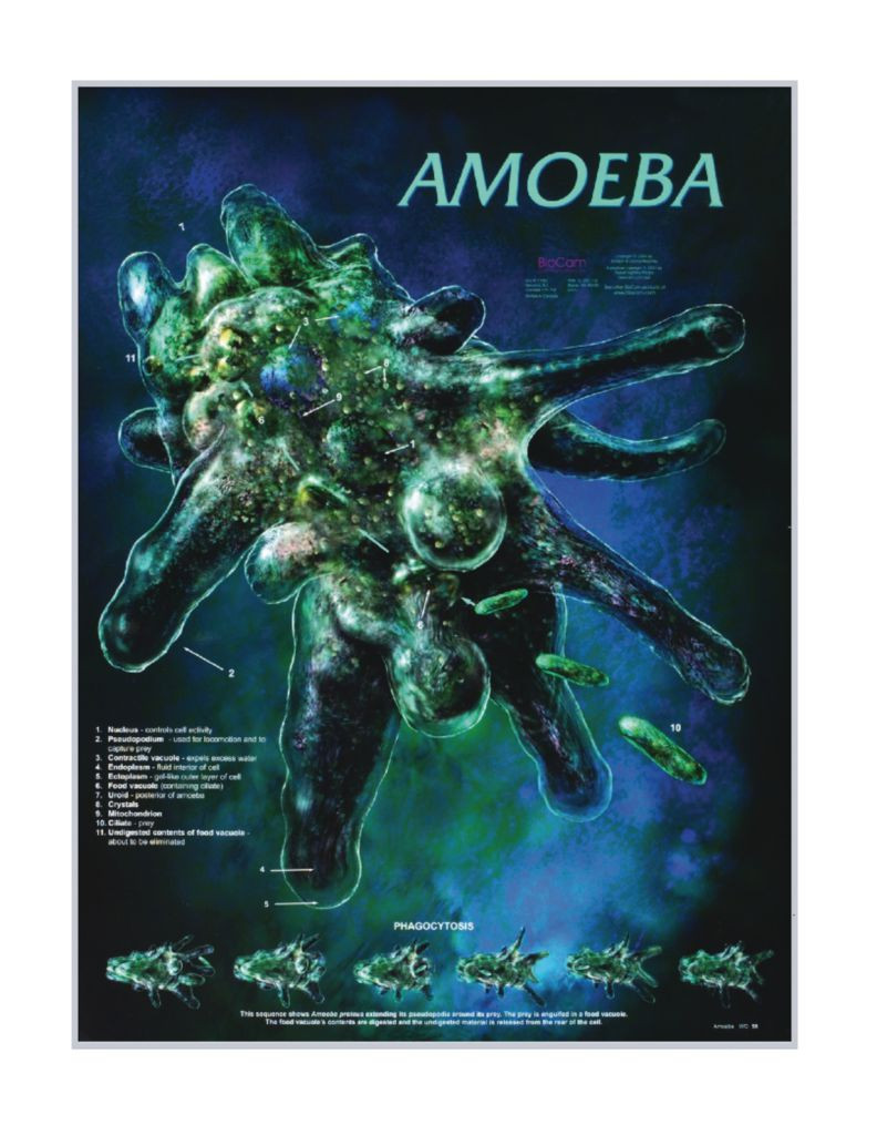 Amoeba, Chart - Southern Biological