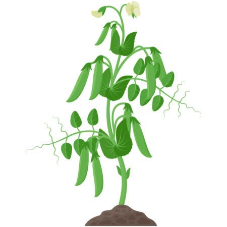 Dye Electrophoresis Lab: Mendel's Peas - Southern Biological