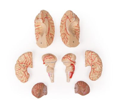 Brain Model, 9-part with arteries - Southern Biological