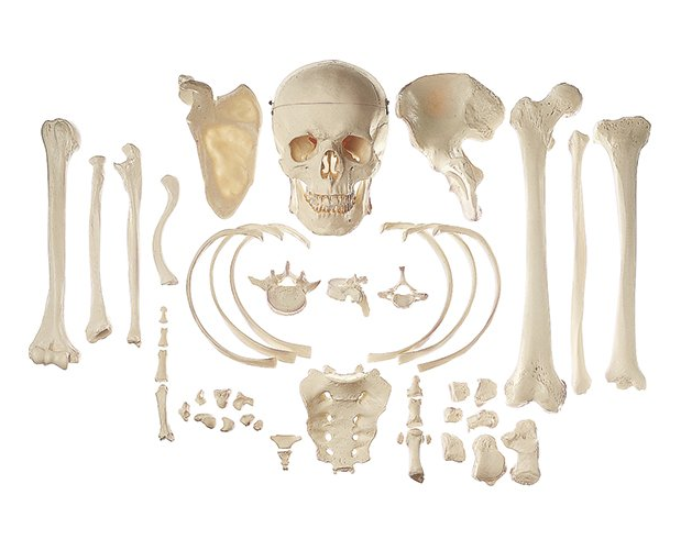 Somso Collection of Typical Human Bones - Southern Biological