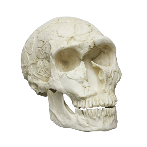 Set of 7 Primate Skulls with Lesson Plan