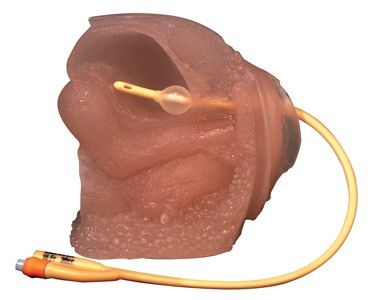 Female Catheter Model - Southern Biological