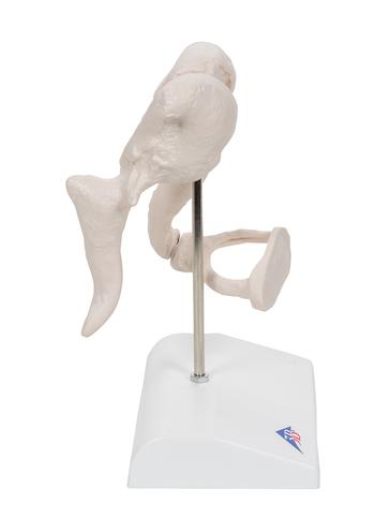 3B Scientific Human Ossicle Model, 20-times Magnified - Southern Biological