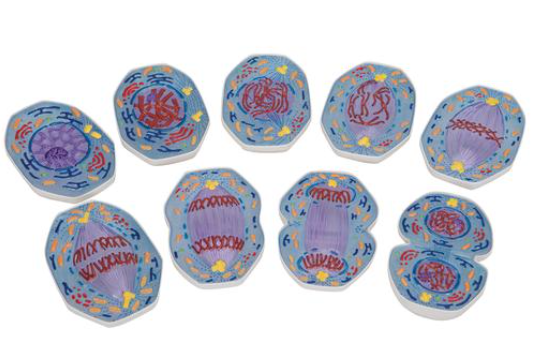 3B Scientific Mitosis Model - Southern Biological