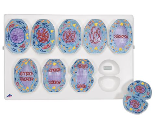 3B Scientific Mitosis Model - Southern Biological
