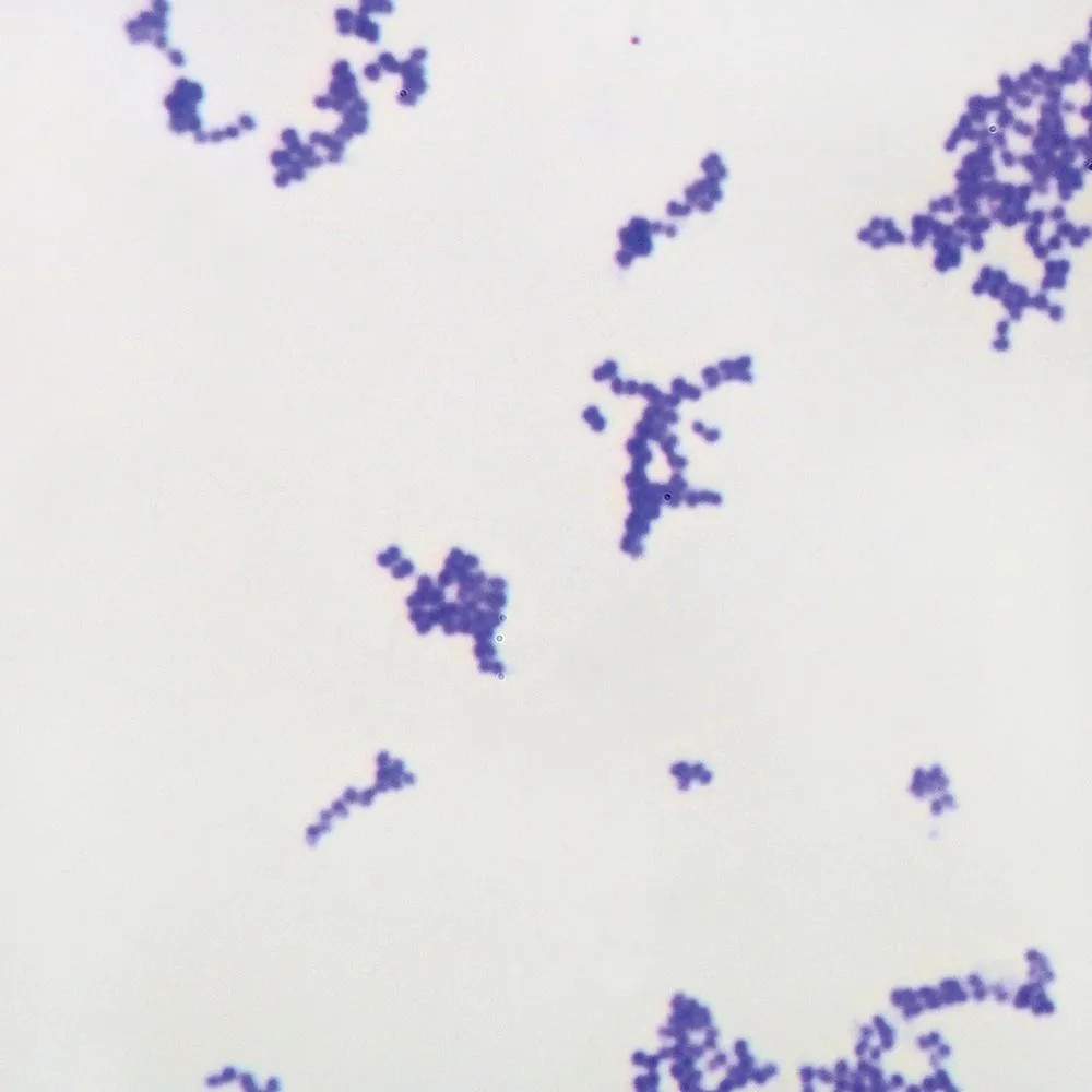 Gram-Positive Coccus Slide, w.m., Gram Stain - Southern Biological
