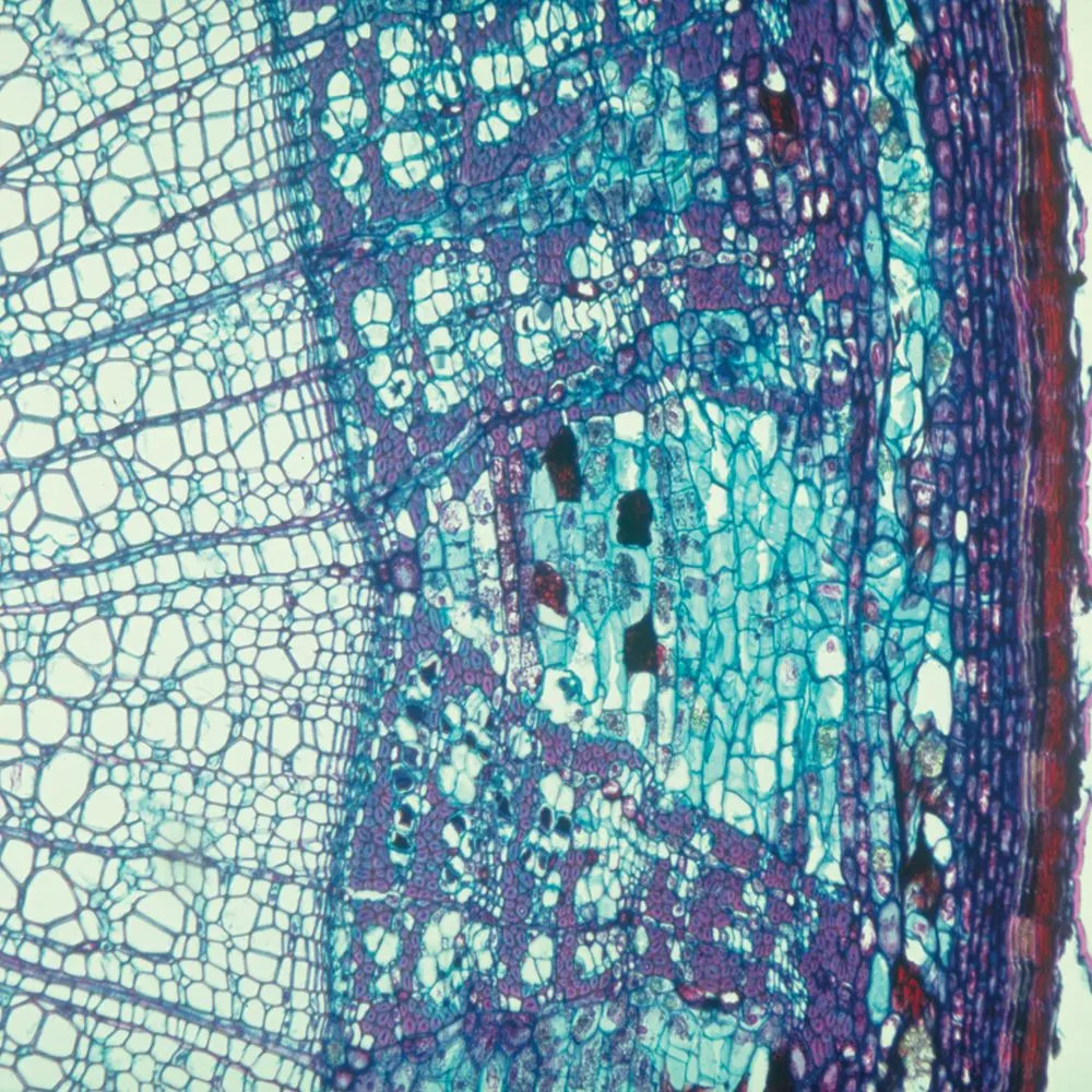 Cork Cells, c.s., 12 µm Microscope Slide - Southern Biological