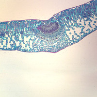 ligustrum leaf cross section