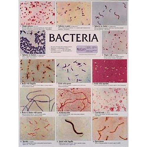 Products - Charts - Microbiology - Southern Biological