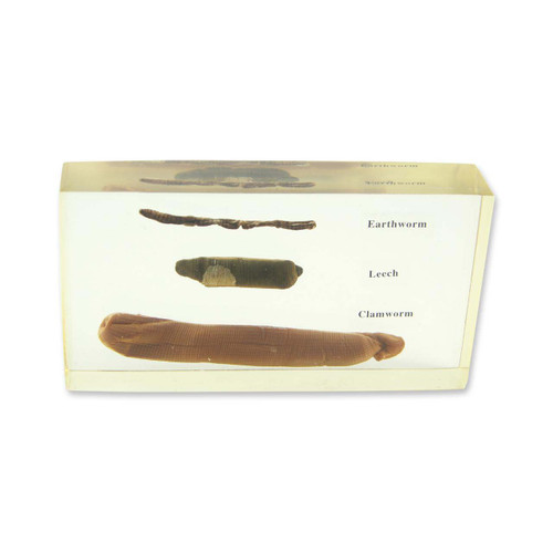 Products - Biology - Specimens - Embedded Specimens - Page 1 - Southern ...