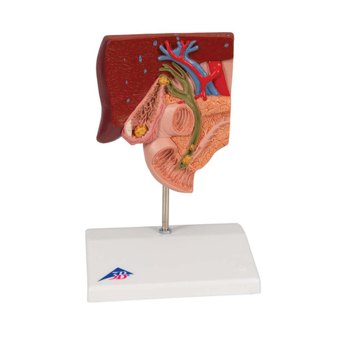 Anatomy | Digestive System