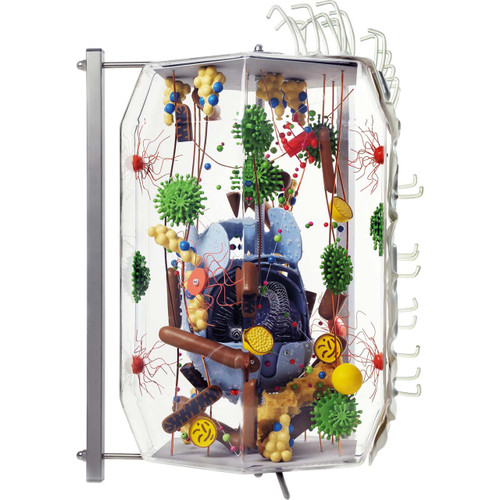 Products - Biology - Biology Models - Southern Biological