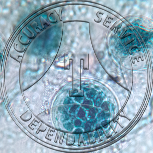 Fern, prothallium with antheridia, WM Microscope slide - Southern ...