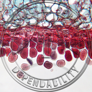 Blackberry rust, fungus on fruit Microscope slide - Southern Biological