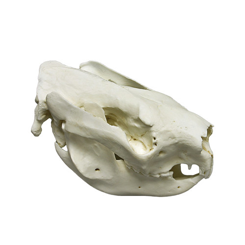 Koala Skull | Museum Quality | Anatomy Models