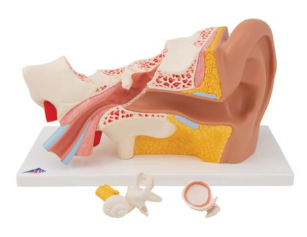 3B Scientific Ear Model, 3 times life size, 4 part