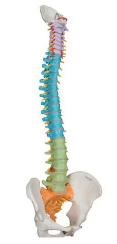 1000128 - Didactic Flexible Spine Model