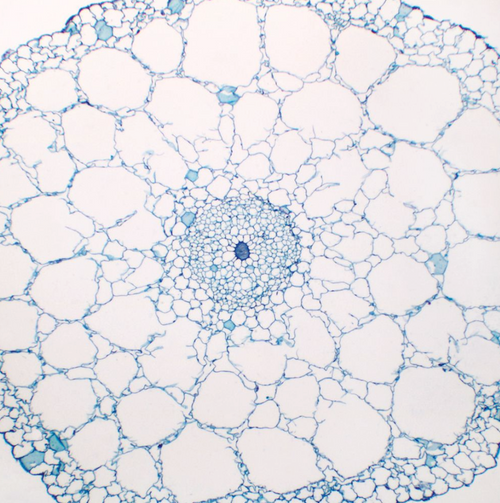 Stem Microscope Slide Set