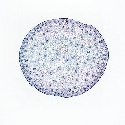 Stem Microscope Slide Set