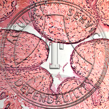 Vein, elastic tissue stain, section, Verhoeff's stain Microscope slide ...