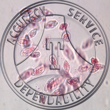 Chilomonas, WM Microscope slide - Southern Biological