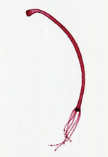 Hydra, entire, WM Microscope slide - Southern Biological