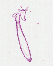 Hydra, LS Microscope slide - Southern Biological