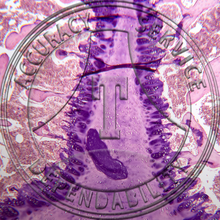 Cartilage, fibrous, section Microscope slide - Southern Biological