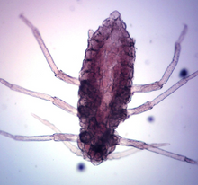 Aphid, WM Microscope slide - Southern Biological