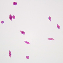 Euglena, WM Microscope slide - Southern Biological