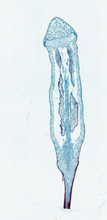 Moss Capsule (sporophyte), LS, 12 Âµm Microscope Slide - Southern ...