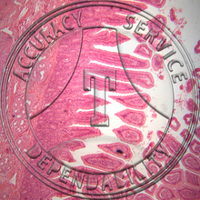 Stomach, duodenum junction, LS, H&E stain Microscope slide - Southern ...