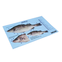Perch Dissection Mat 28cm x 43cm - Southern Biological