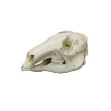 Animal Skull | Red Kangaroo Skull | Anatomy Models